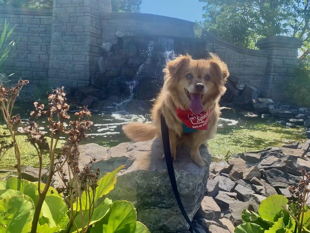 Dog Exercises - Sit Stay Squat