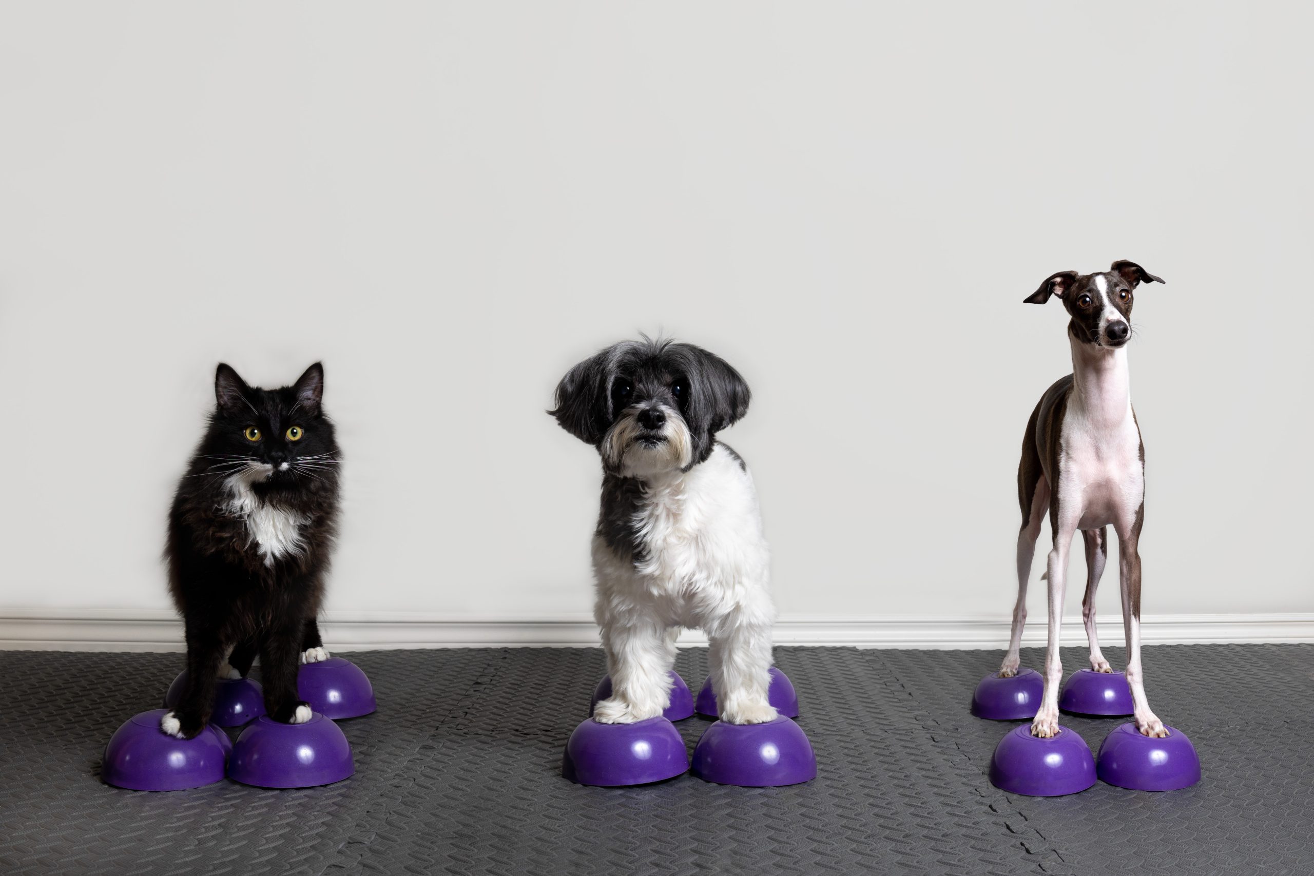 Canine Fitness Exercise Principles