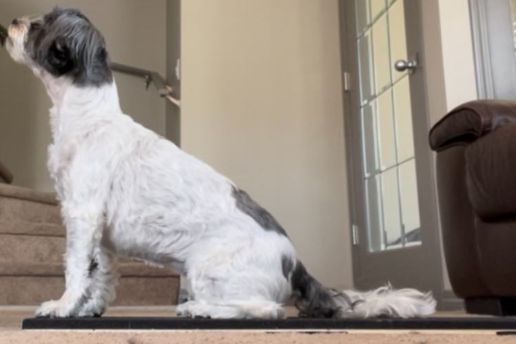 Platforms for Canine Fitness - Sit Stay Squat