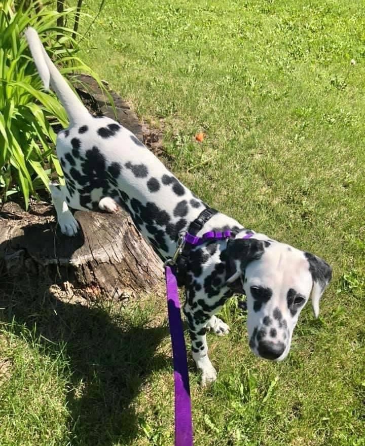 Dog Exercises - Sit Stay Squat
