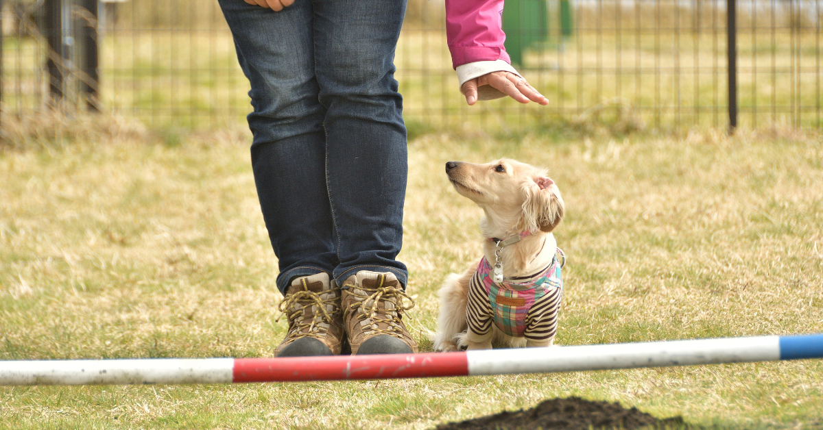Warm Ups for Dog Sports