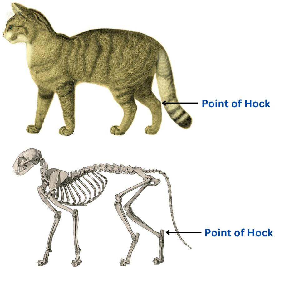 Flexibility: Front End Archives - Page 2 of 3 - Sit Stay Squat
