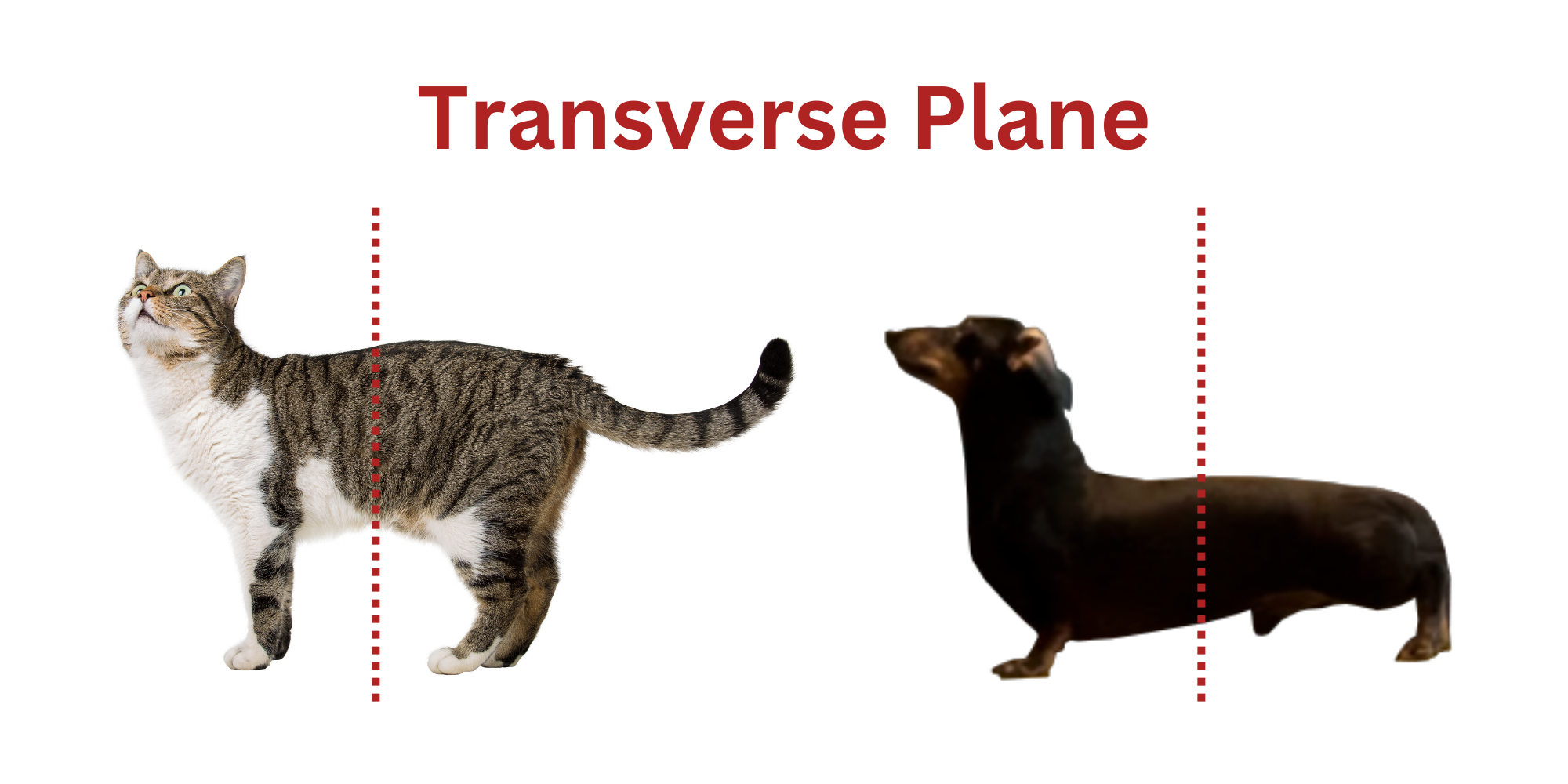 Planes of Movement - Sit Stay Squat