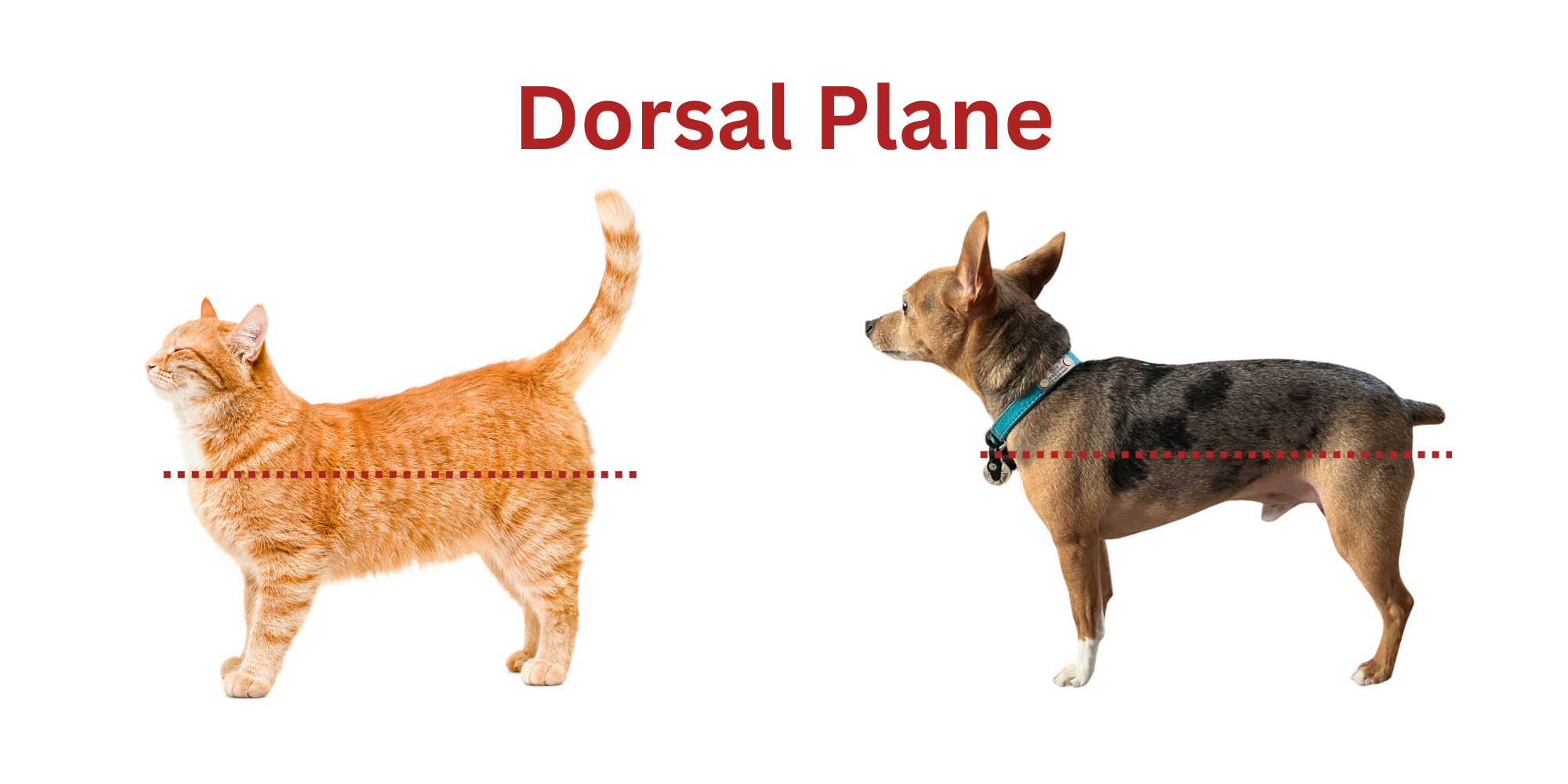 Quadruped Planes of Movement (Dogs and Cats) - Sit Stay Squat