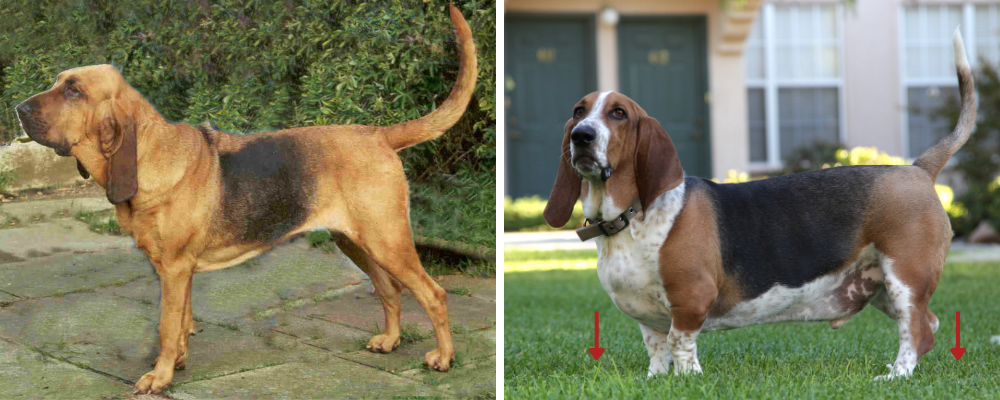 Canine Dwarfism