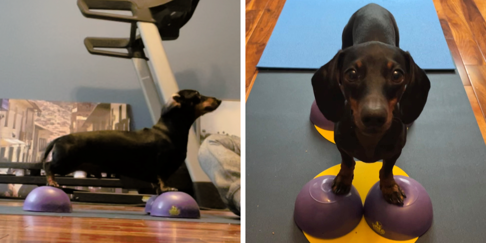 Equipment - Sit Stay Squat