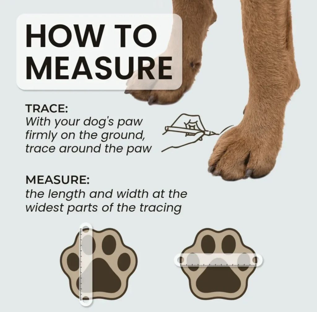 Feet Targets for Canine Fitness - Sit Stay Squat