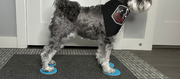 Feet Targets for Canine Fitness - Sit Stay Squat