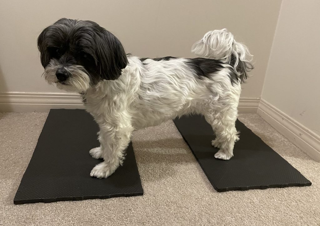 Feet Targets for Canine Fitness - Sit Stay Squat