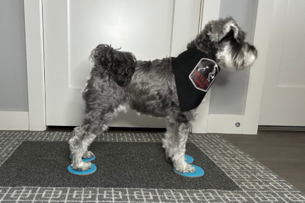 Feet Targets for Canine Fitness - Sit Stay Squat