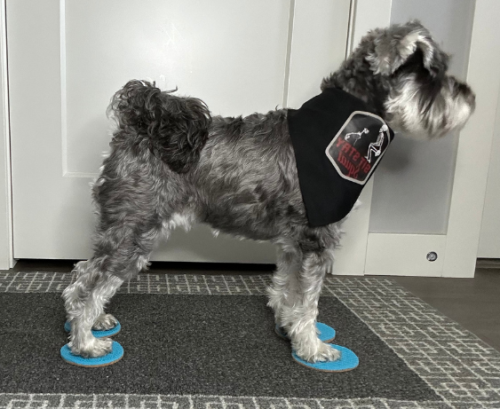 Feet Targets for Canine Fitness - Sit Stay Squat