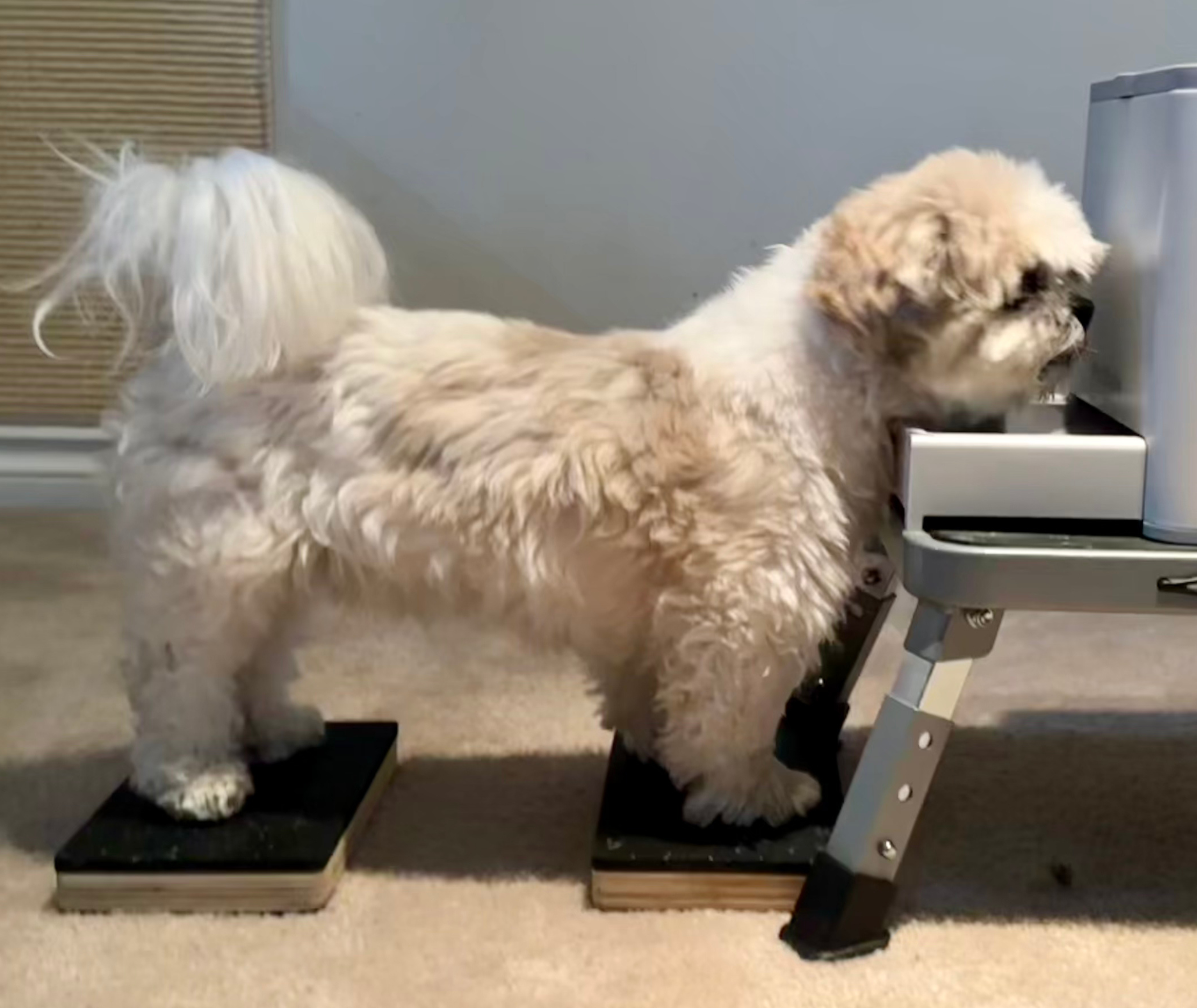 Feet Targets for Canine Fitness - Sit Stay Squat