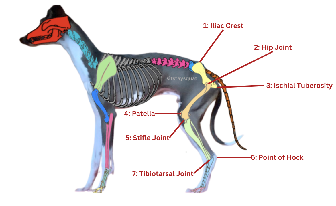 Anatomical References for Canine Fitness - Sit Stay Squat