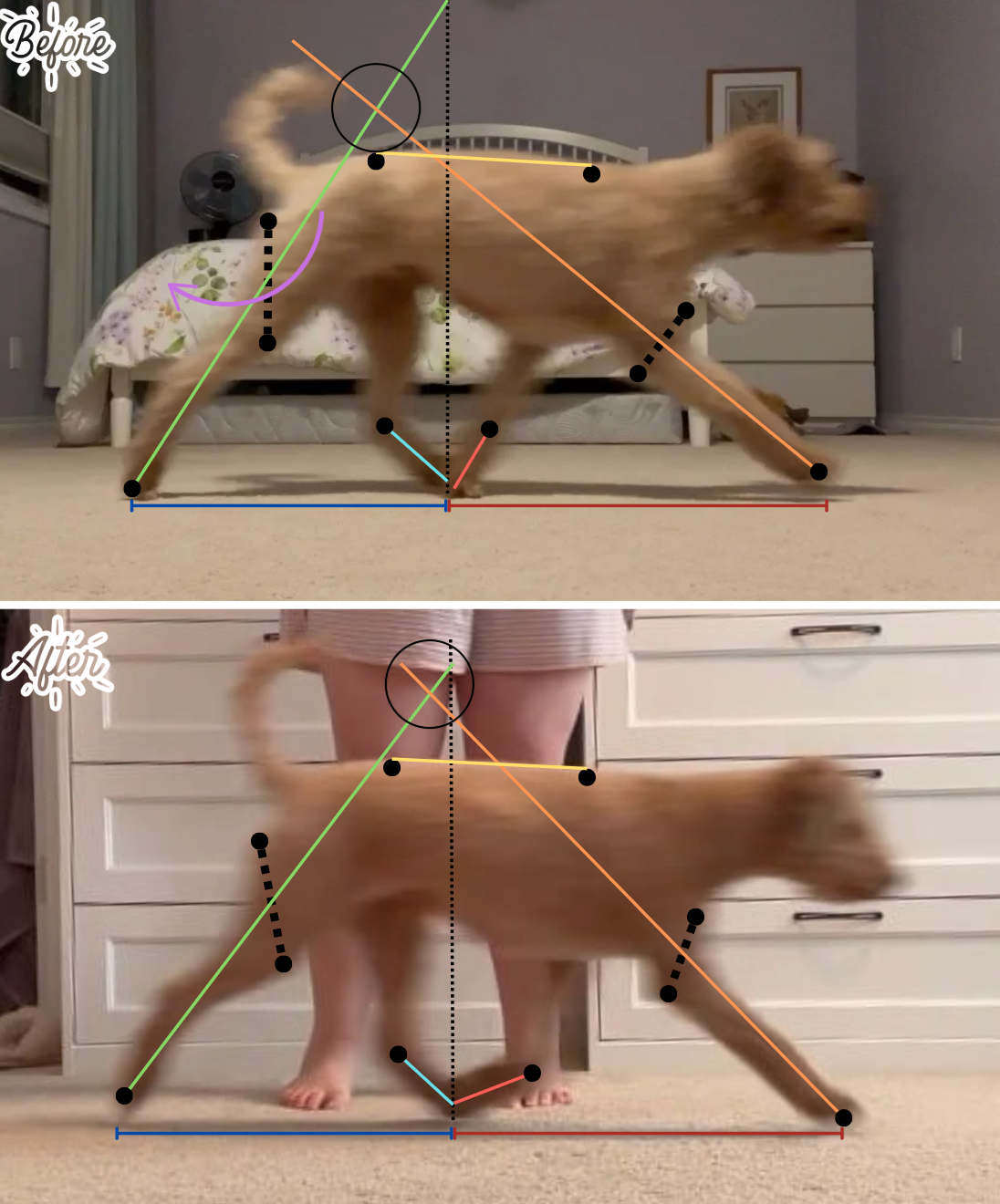 Canine Fitness Before and After Transformations