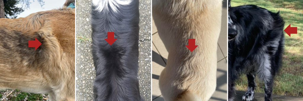 Fur Pattern Changes in Dogs: An Observational Perspective - Sit Stay Squat
