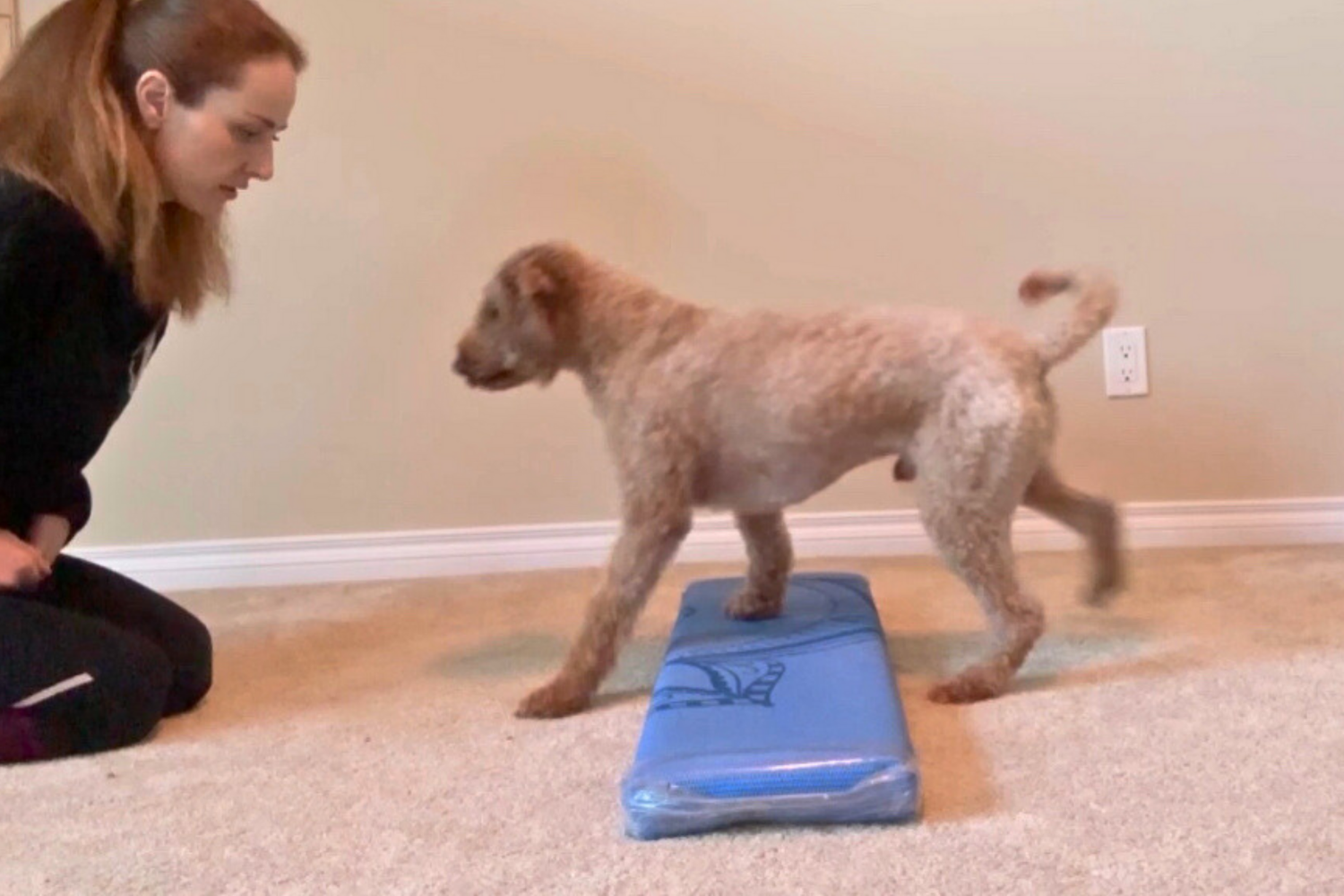 Canine Fitness Exercise Principles
