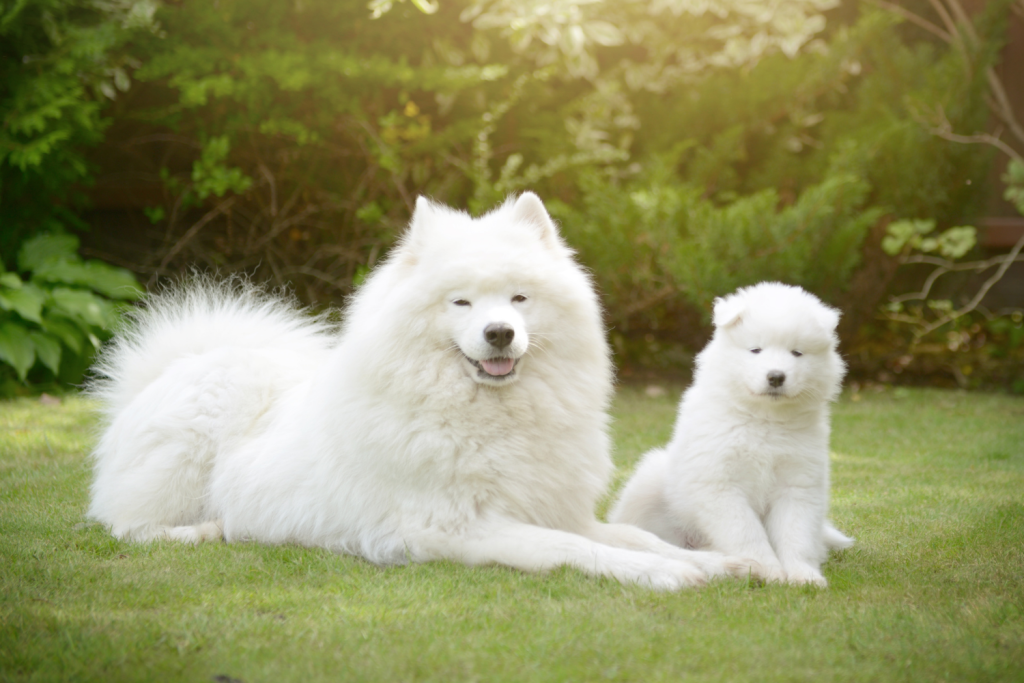 Canine Fitness Exercise Principles