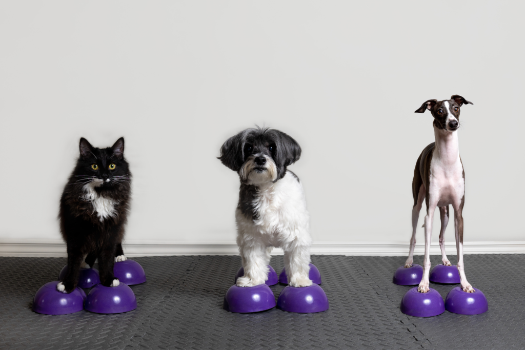Canine Fitness Exercise Principles