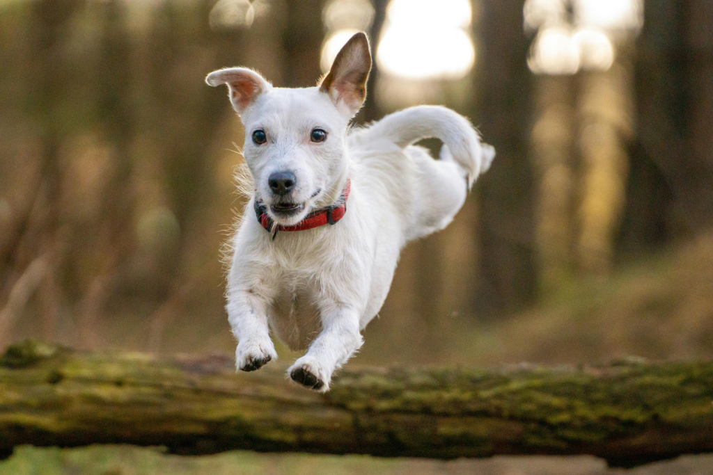 Canine Fitness Exercise Principles