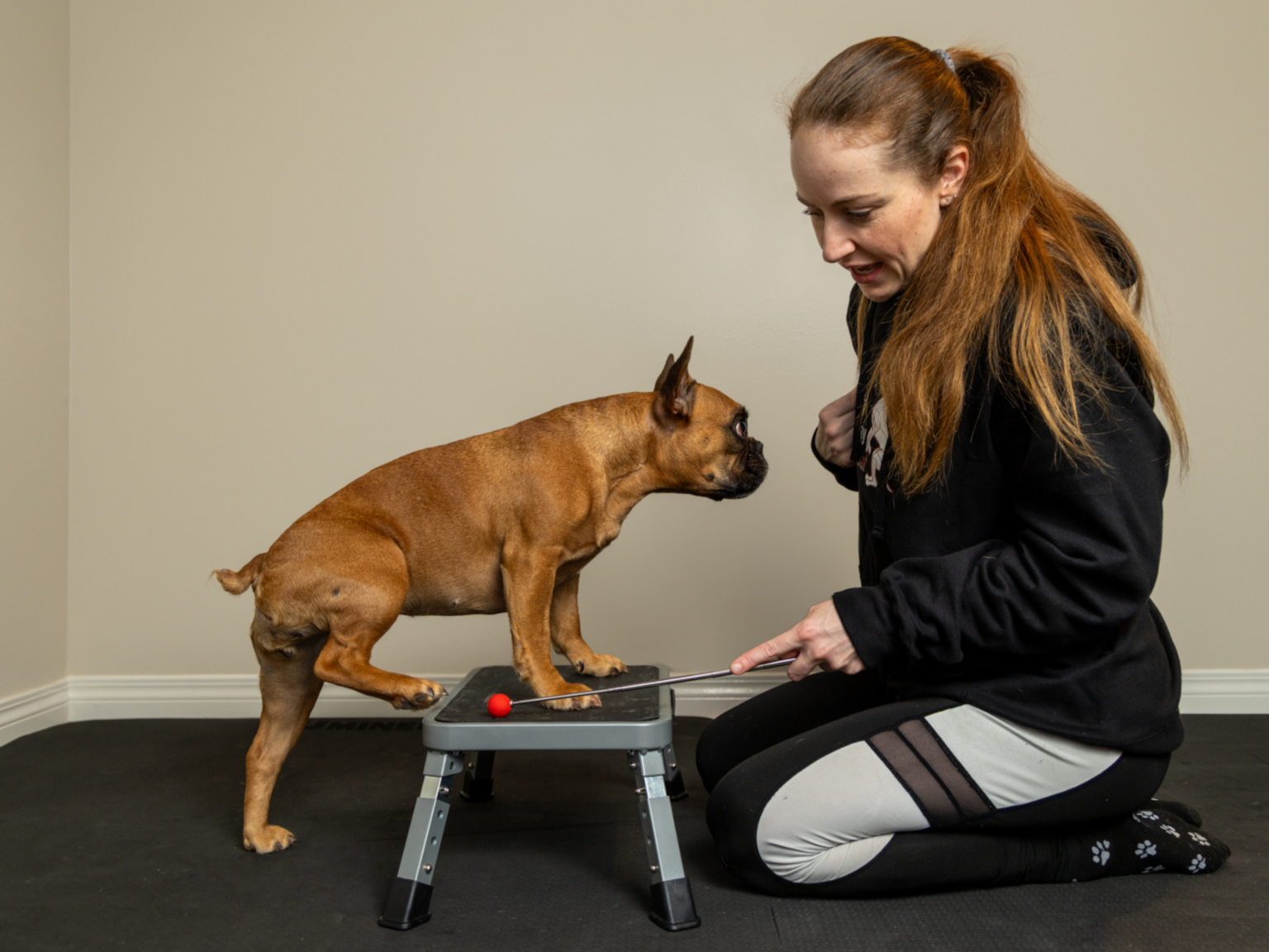 Canine Fitness Training | Sit Stay Squat